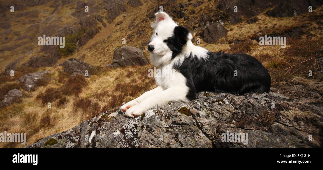 Beautiful Scottish Border Collie in the Scottish Highlands Stock Photo ...