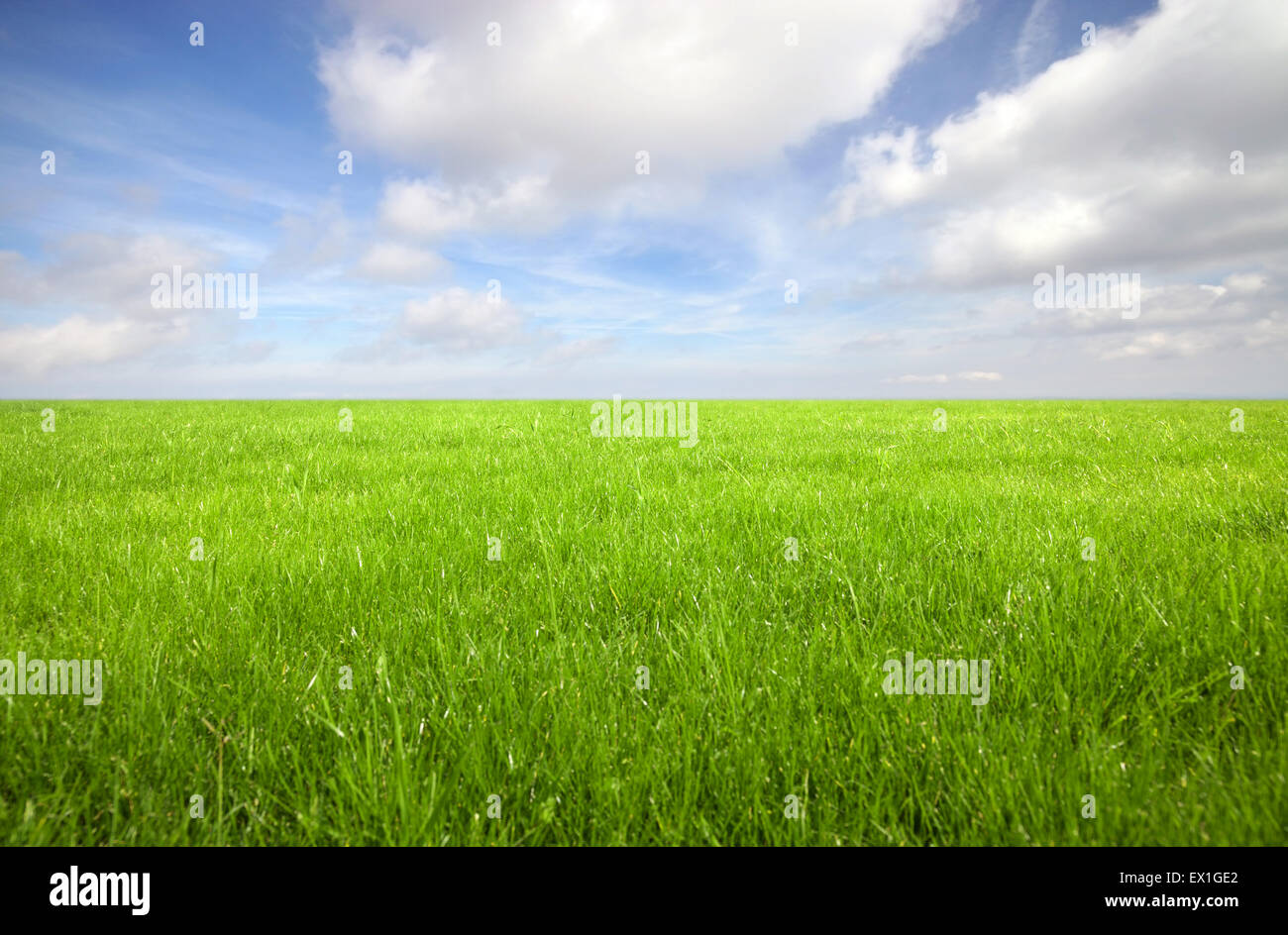Green grass field with bright blue sky Stock Photo - Alamy
