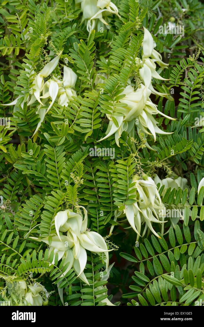 Clianthus puniceus albus Stock Photo - Alamy