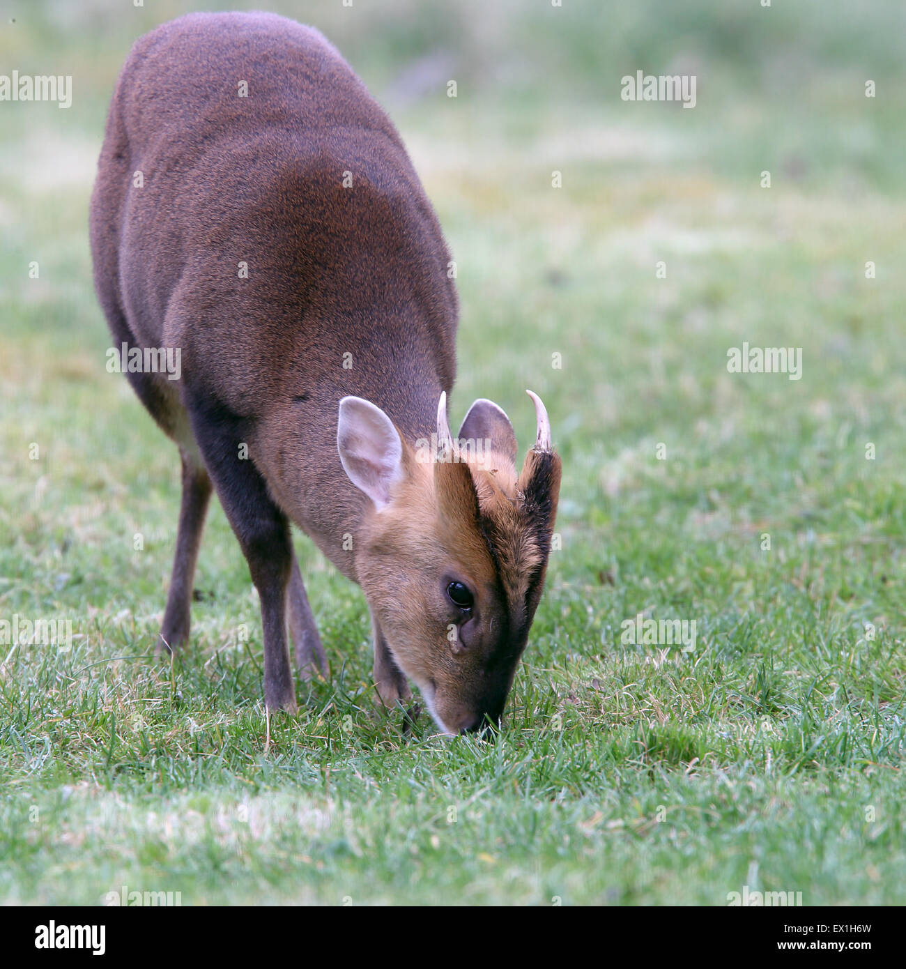 Muntjac Deer, male, in a Cambridge garden, England, UK Stock Photo - Alamy