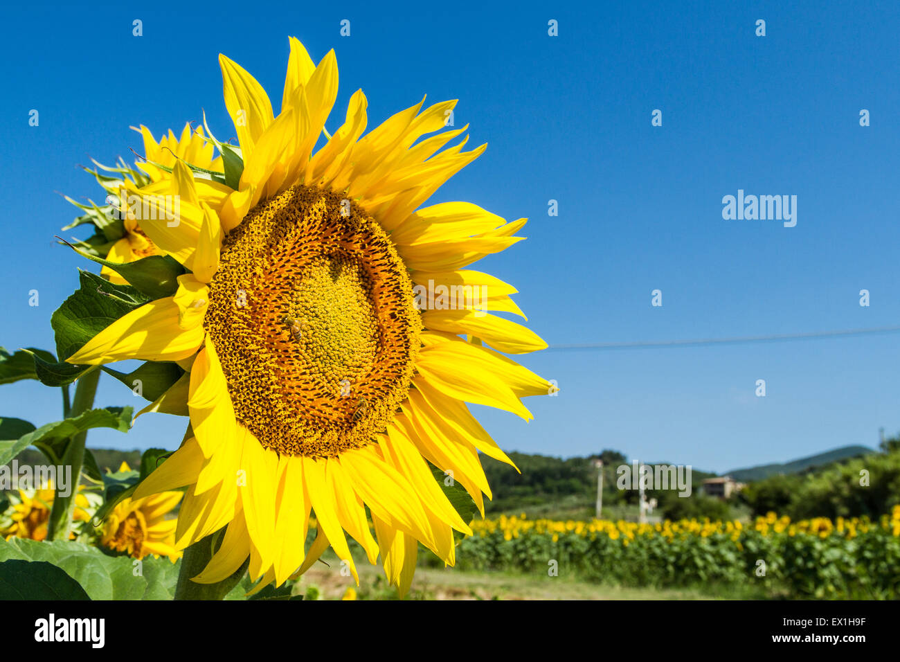 Sunflower watching the sun Stock Photo - Alamy