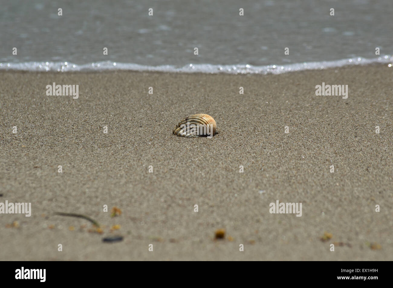 a shell on water's edge in metaponto beach (italy Stock Photo - Alamy