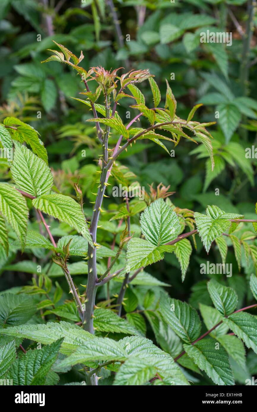 Rubus cockburnianus hi-res stock photography and images - Alamy