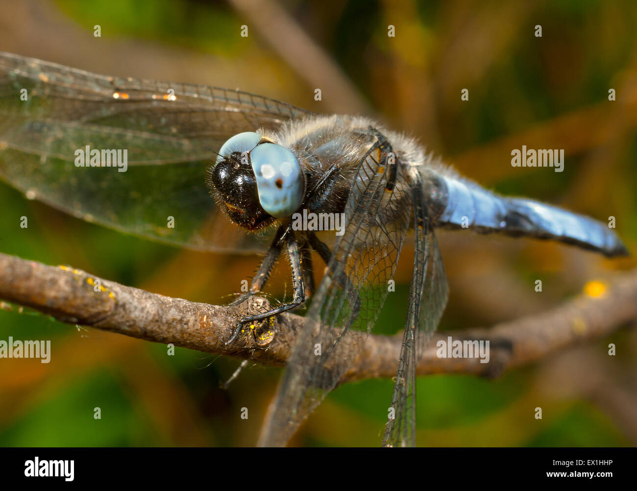 Libellulidae hi-res stock photography and images - Alamy