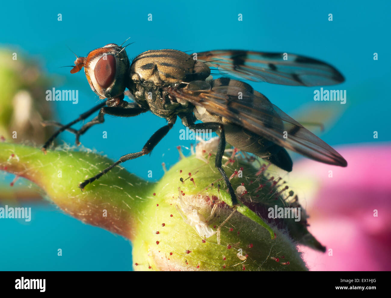 Fly study hi-res stock photography and images - Alamy