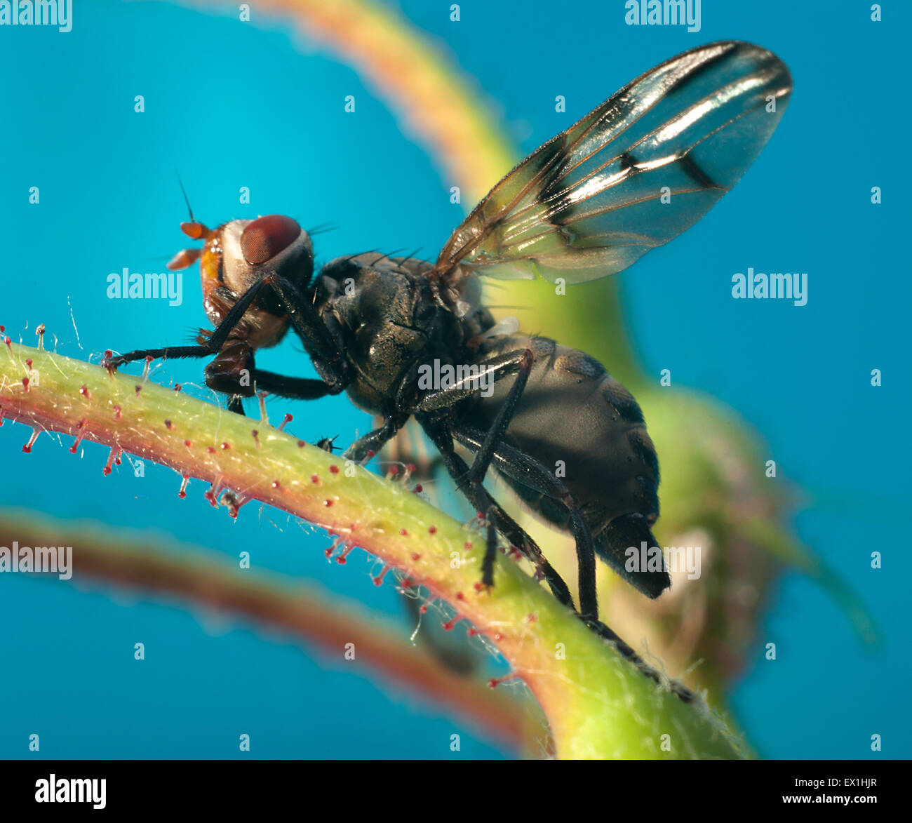 Fly study hi-res stock photography and images - Alamy
