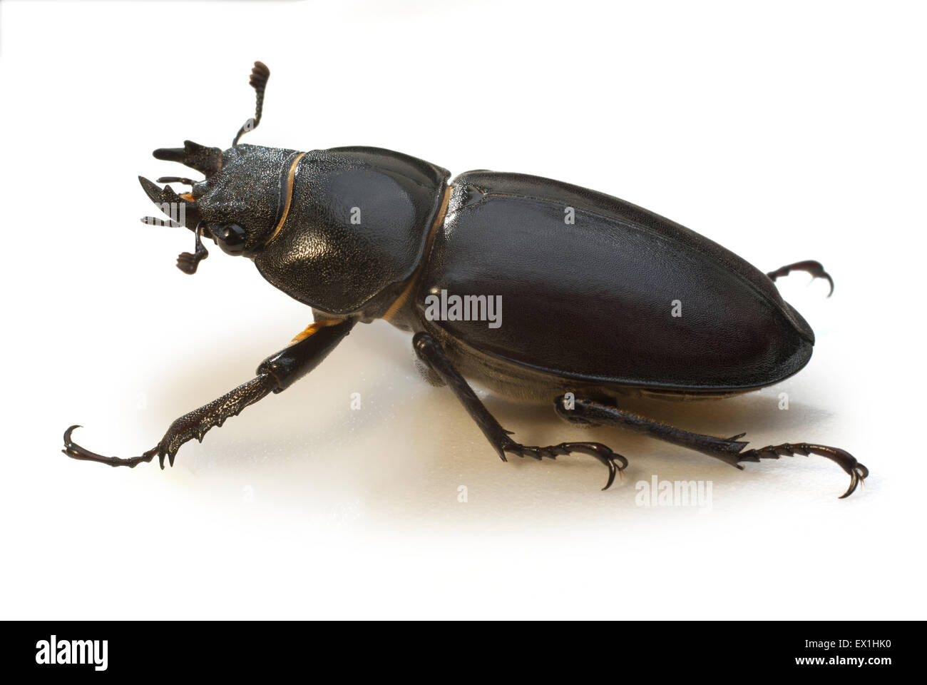 The female stag Beetle (Lucanus cervus) a large beetle of the genus ...