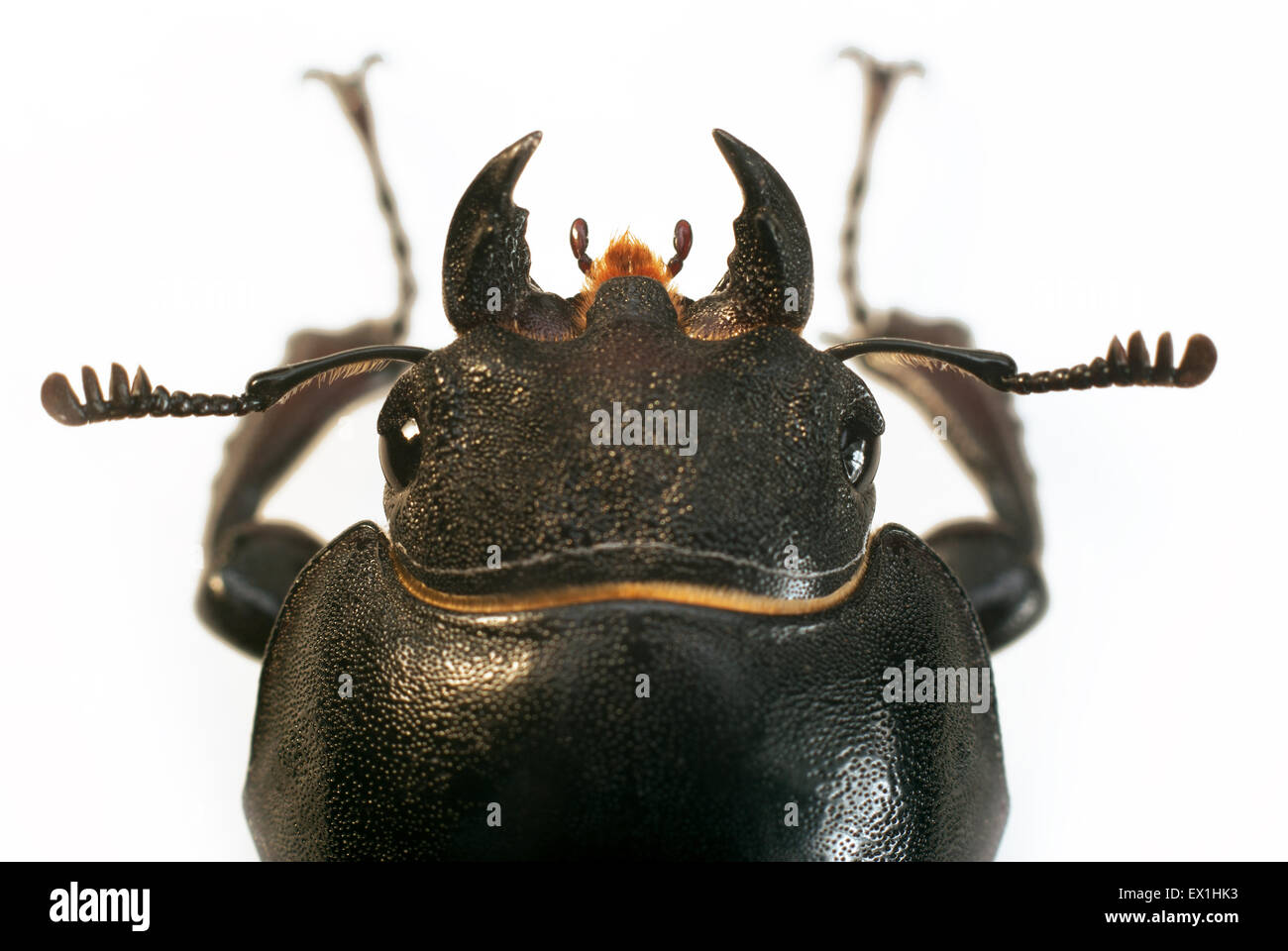 The female stag Beetle (Lucanus cervus) a large beetle of the genus ...