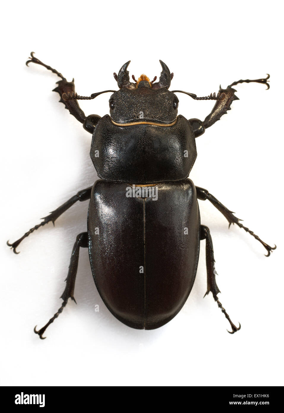 The female stag Beetle (Lucanus cervus) a large beetle of the genus ...