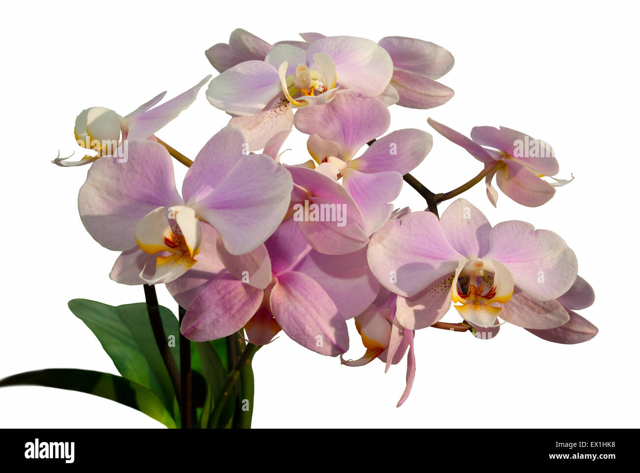 Botanical greenhouses Cut Out Stock Images & Pictures - Alamy