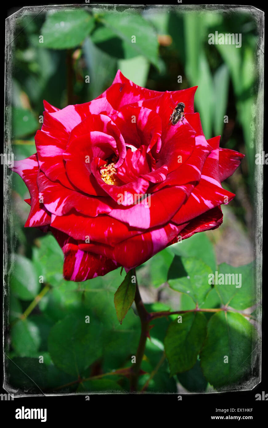 (Rosa).(Rosaceae).Plant.Branch long blooming rose with two buds Stock ...