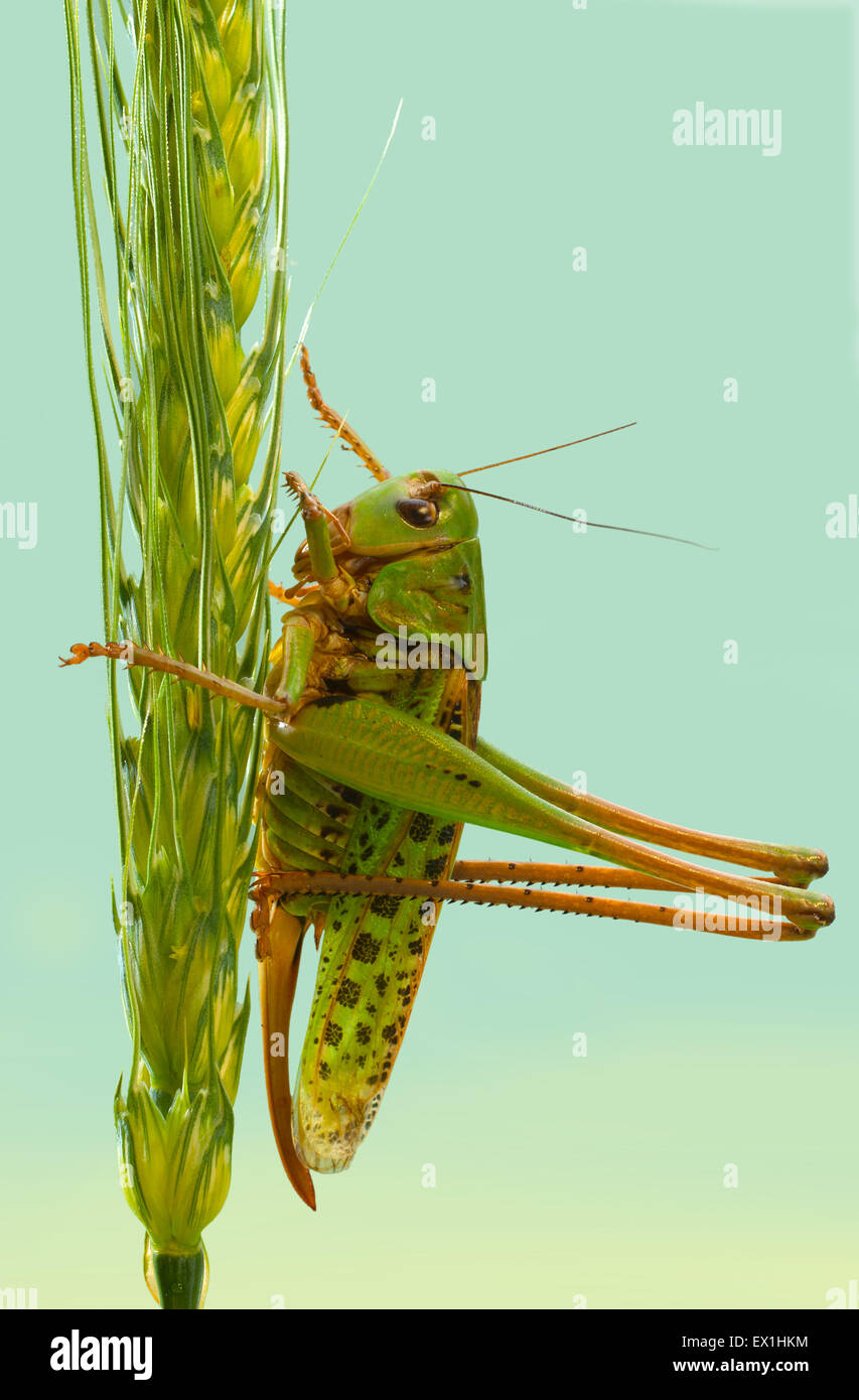 Grasshopper gray(Decticus verrucivorus)on wheat (Gramineae),(Rosaceae ...