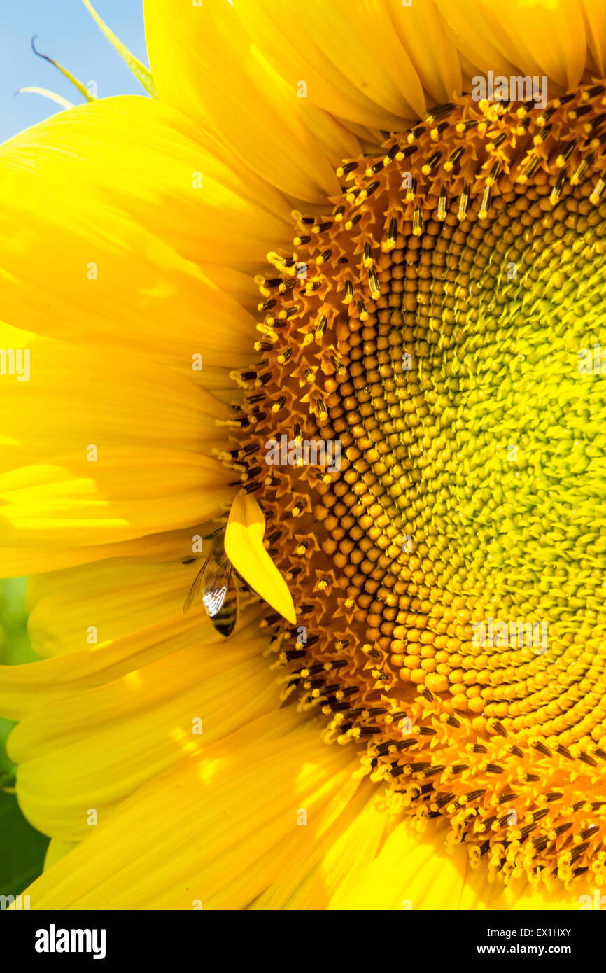 Closeup on a Sunflower, watching bees at work Stock Photo - Alamy