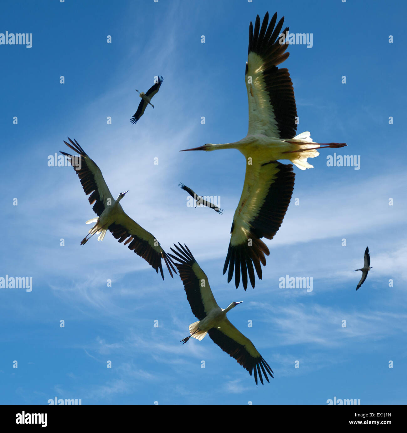 A flock of white storks flying in the sky with clouds (Ciconia ciconia ...