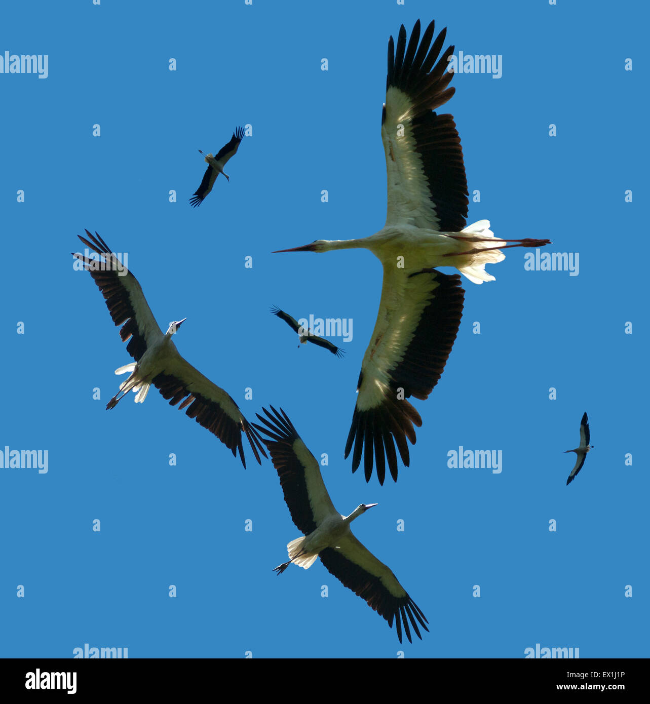 A flock of white storks flying in the sky with clouds (Ciconia ciconia ...