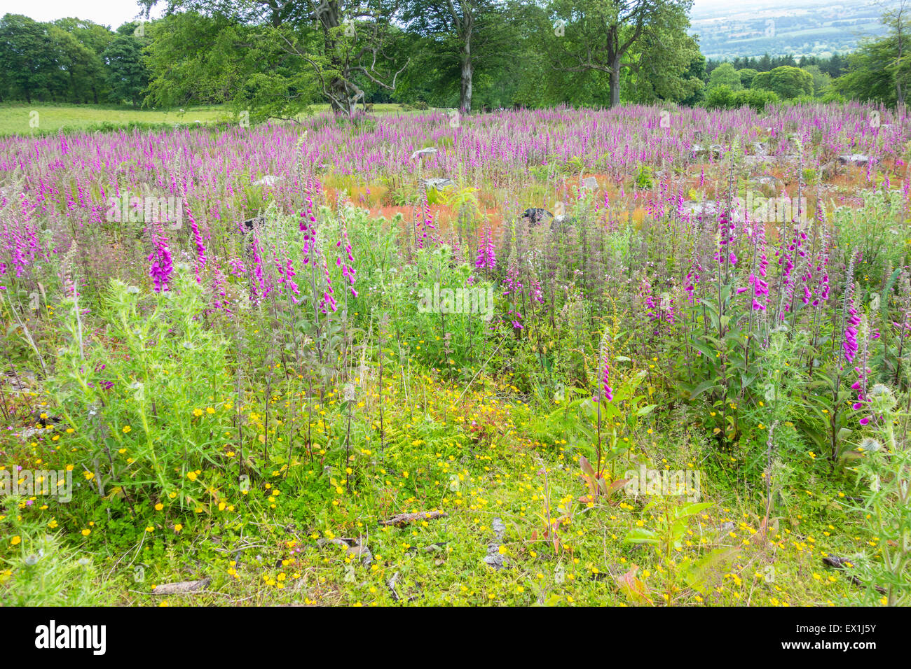Wild foxgloves uk hi-res stock photography and images - Alamy