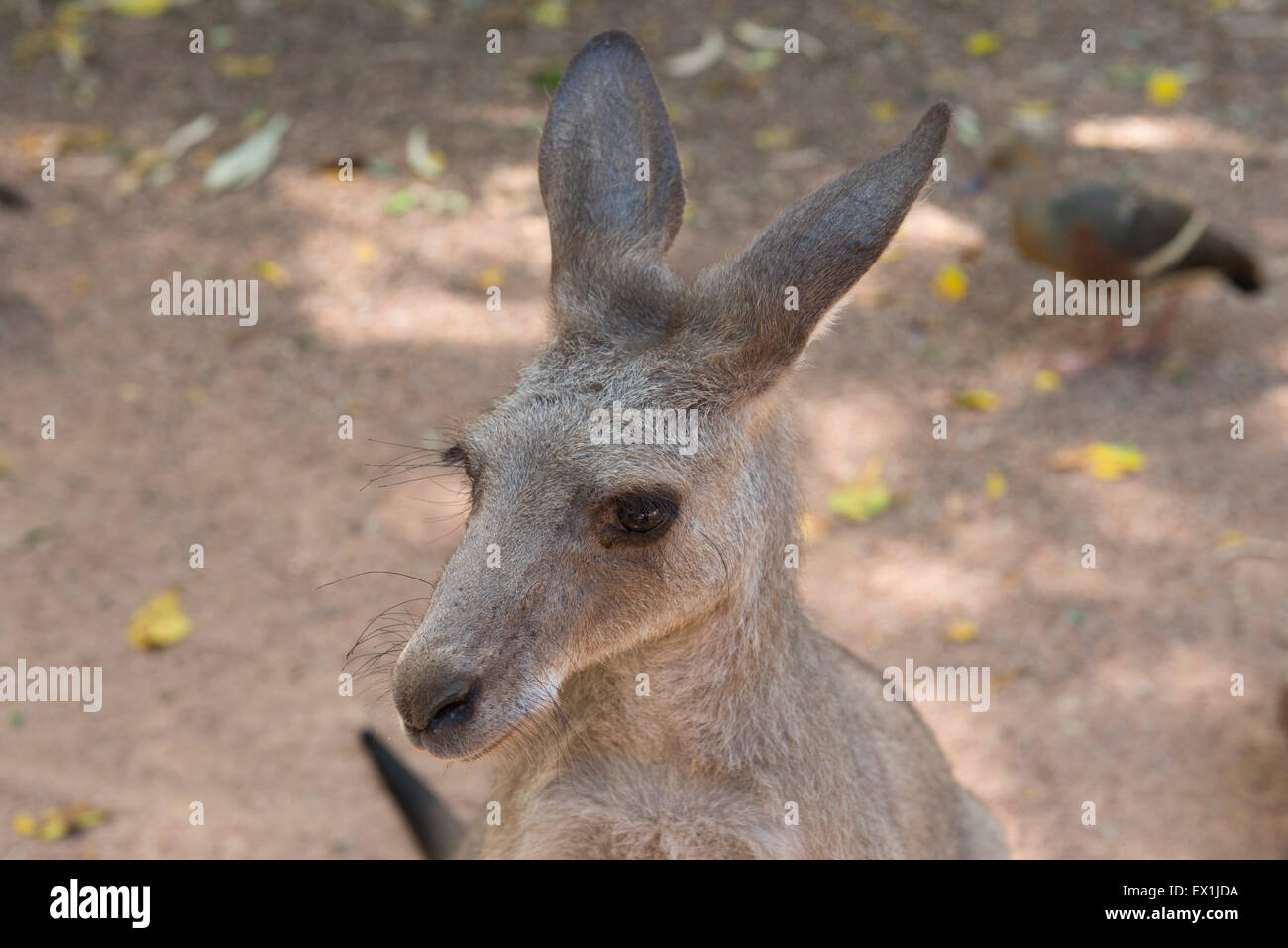Australia, Queensland, Townsville. Billabong Sanctuary, 25-acre natural ...