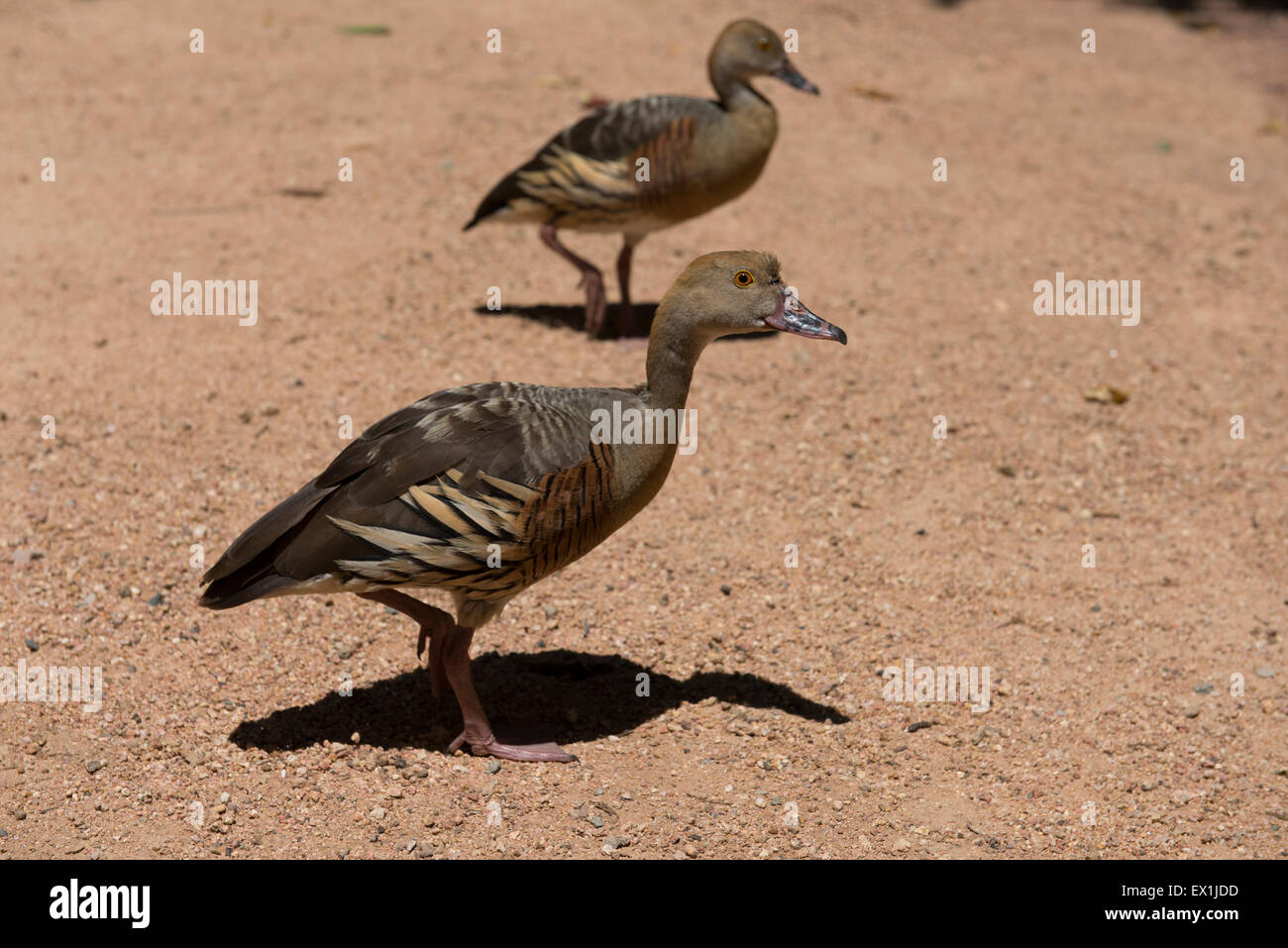 Australia, Queensland, Townsville. Billabong Sanctuary, 25-acre natural ...