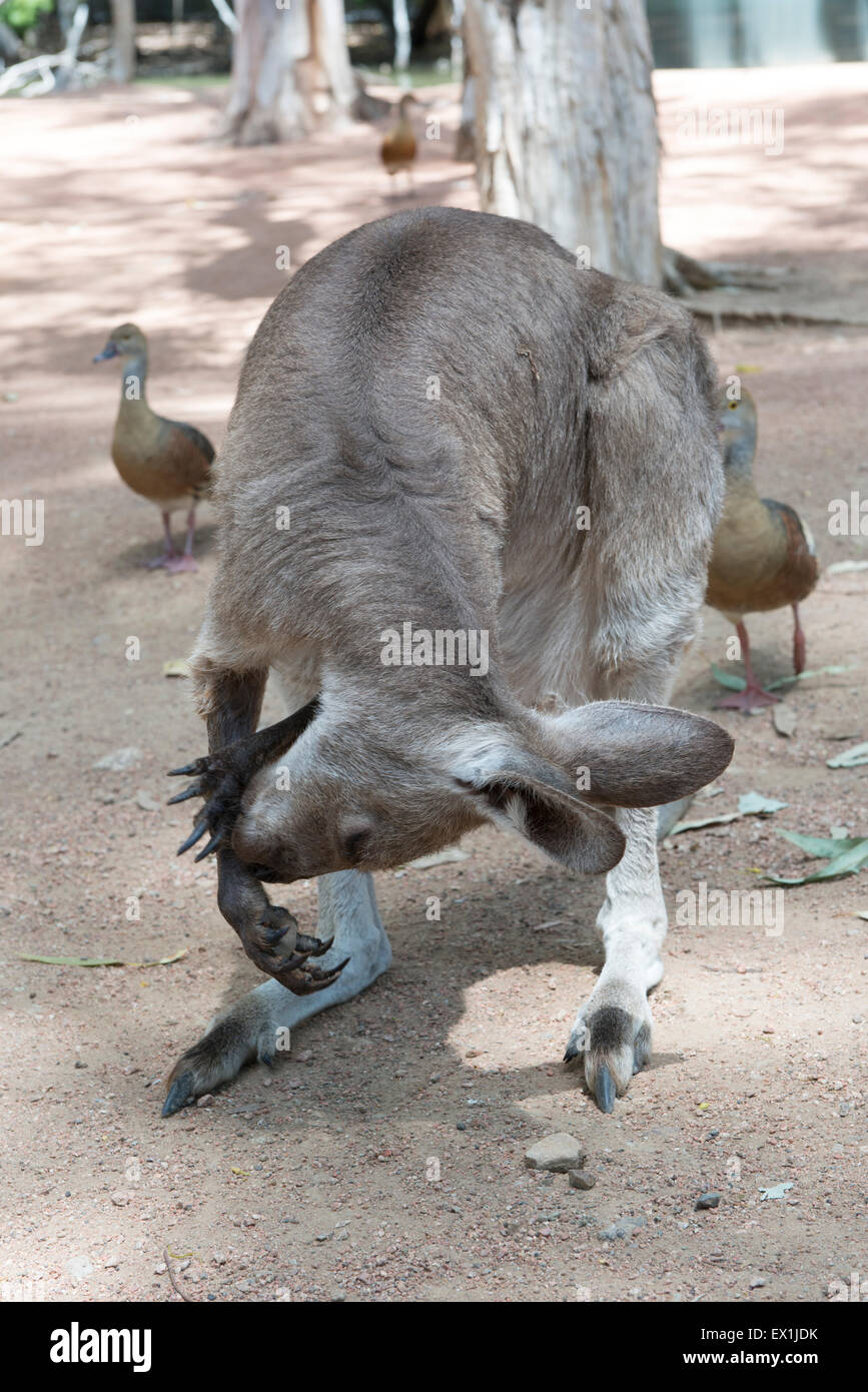 Australia, Queensland, Townsville. Billabong Sanctuary, 25-acre natural ...