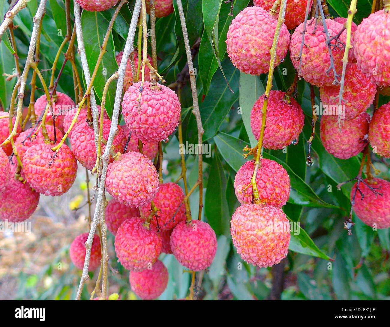 Lychee season hi-res stock photography and images - Alamy