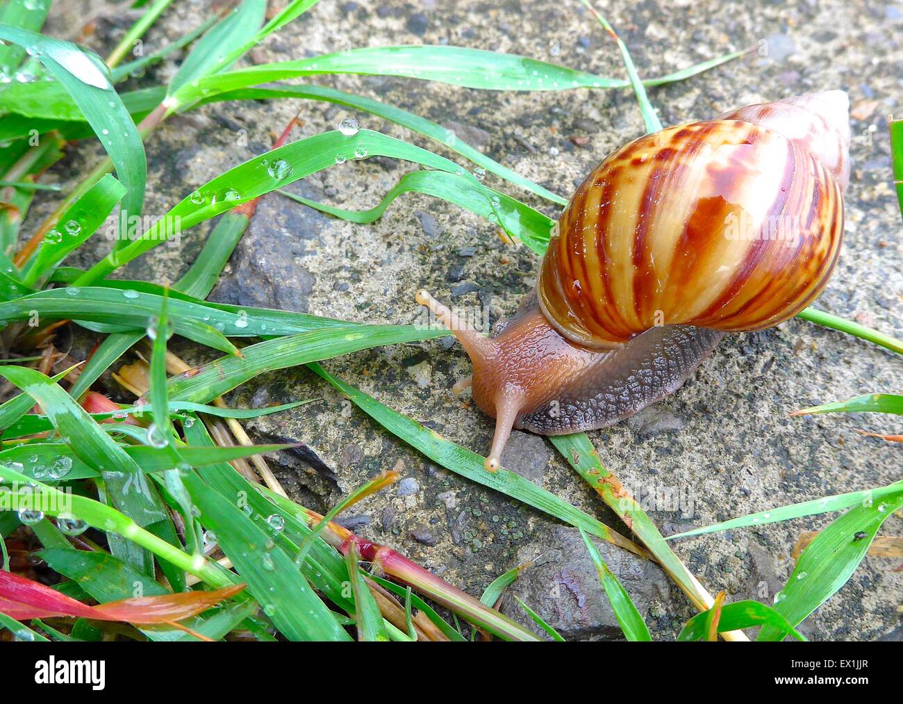Giant african snail hi-res stock photography and images - Alamy