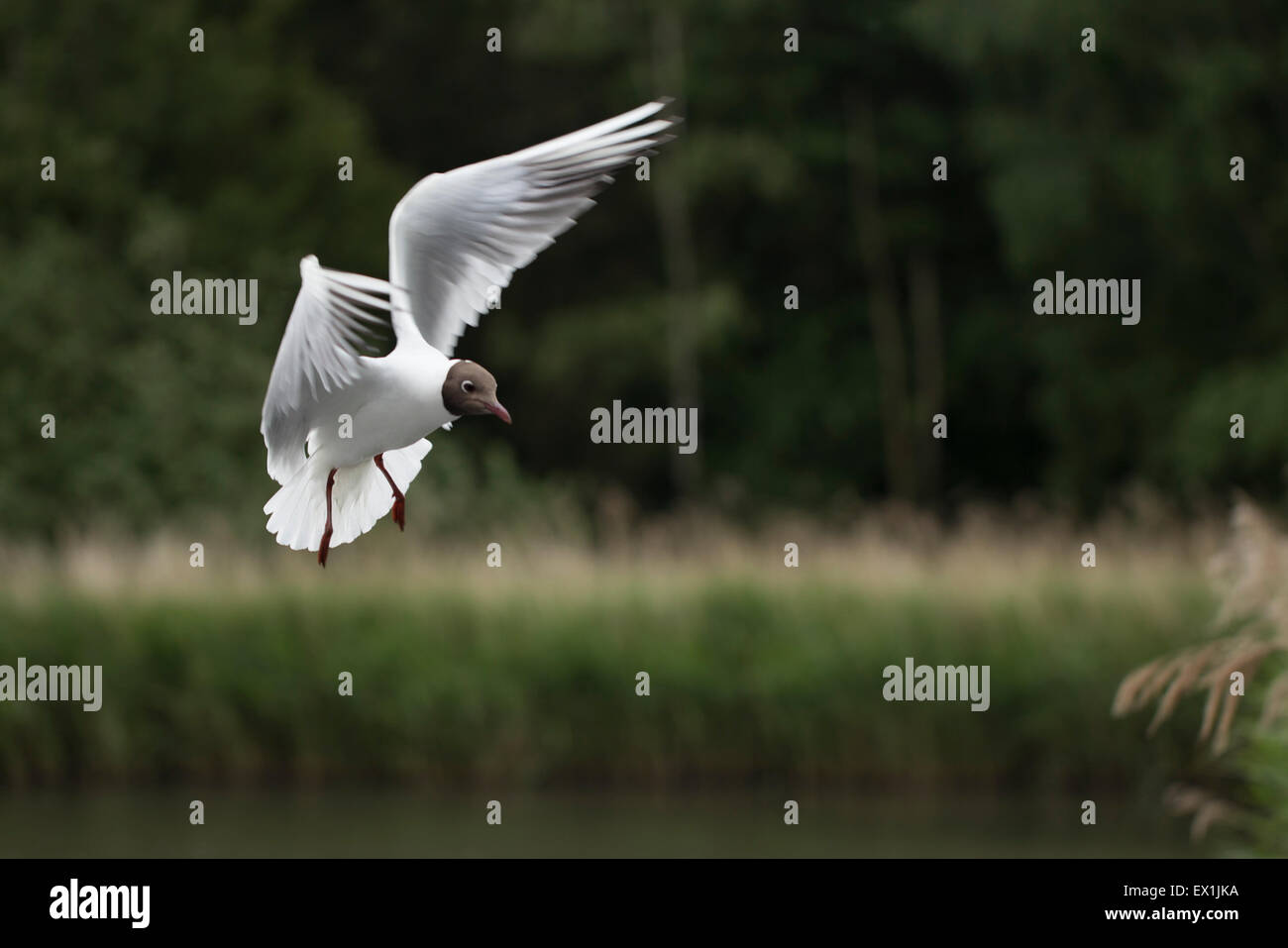 Bird and acrobatics hi-res stock photography and images - Alamy