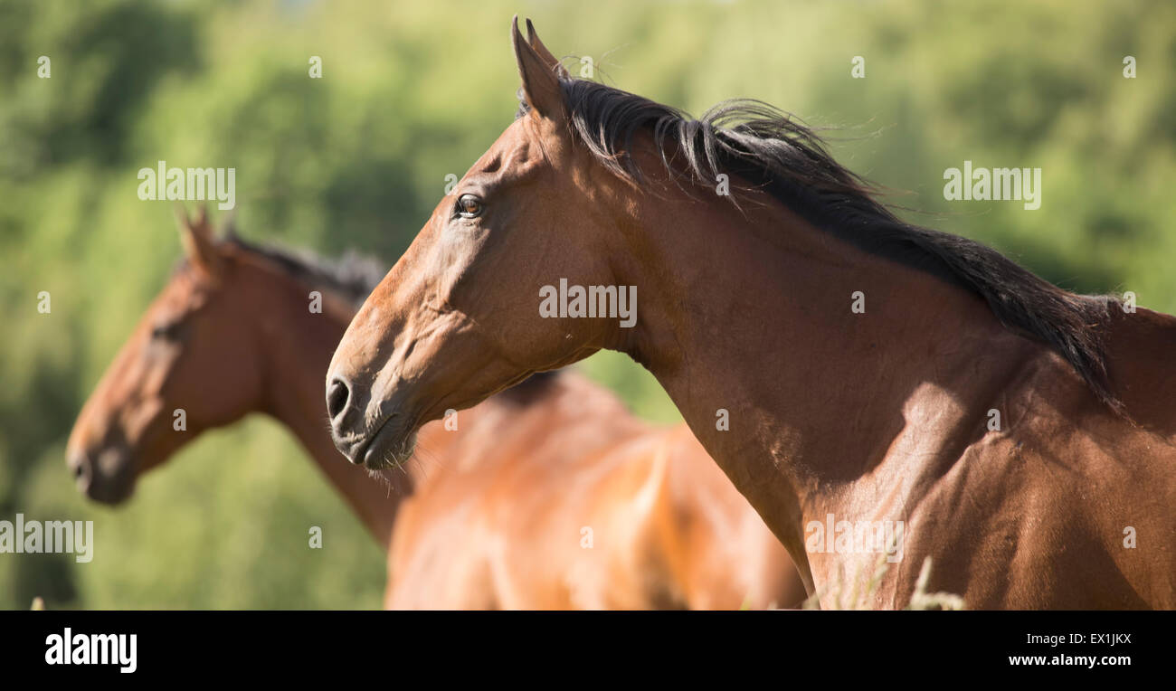 Two horses hi-res stock photography and images - Alamy