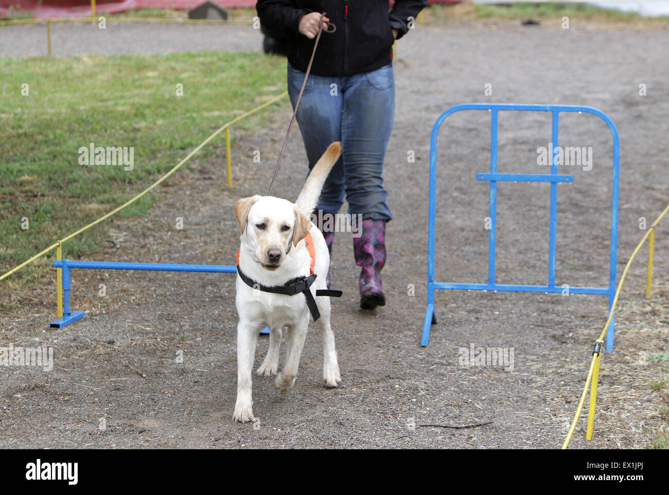 A blind person is led by her golden retriever guide dog during the last ...