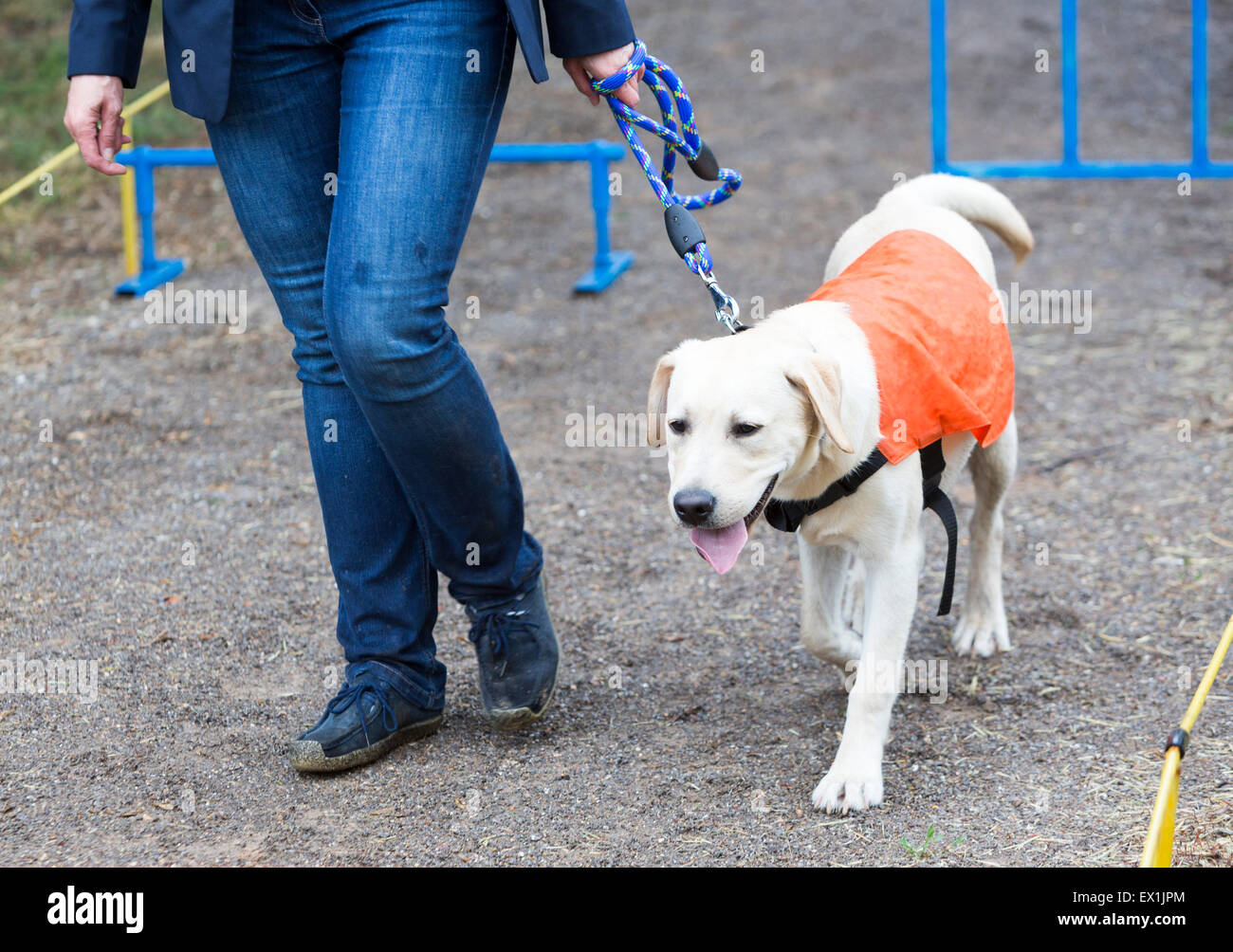 How Do You Become A Guide Dog For The Blind Trainer