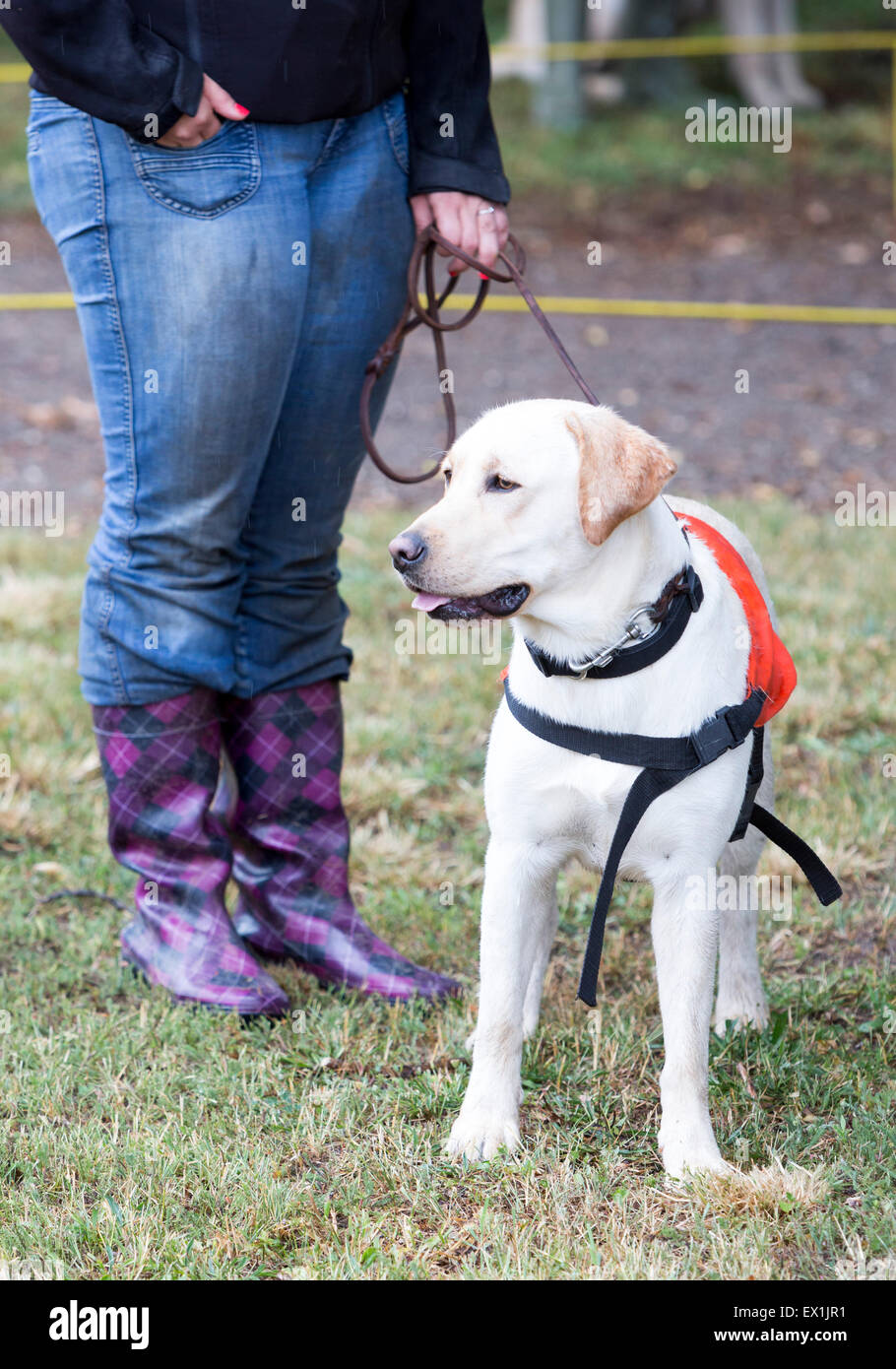 A trainer is standing beside a golden retriever guide dog during the ...