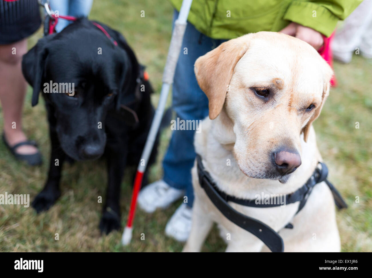 Blind people and guide dogs during the last training for the animals ...