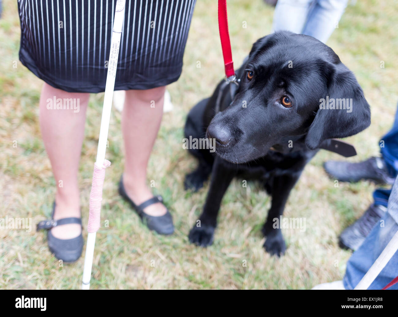 Black labrador guide dog before the last training for the animal. The ...