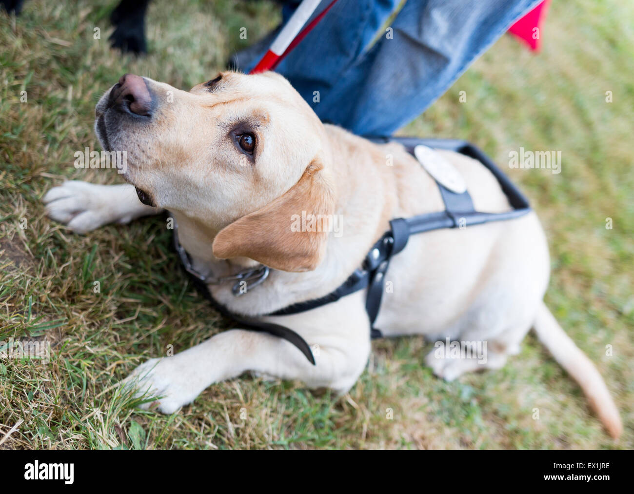 Labrador retriever guide dog before the last training for the animal ...