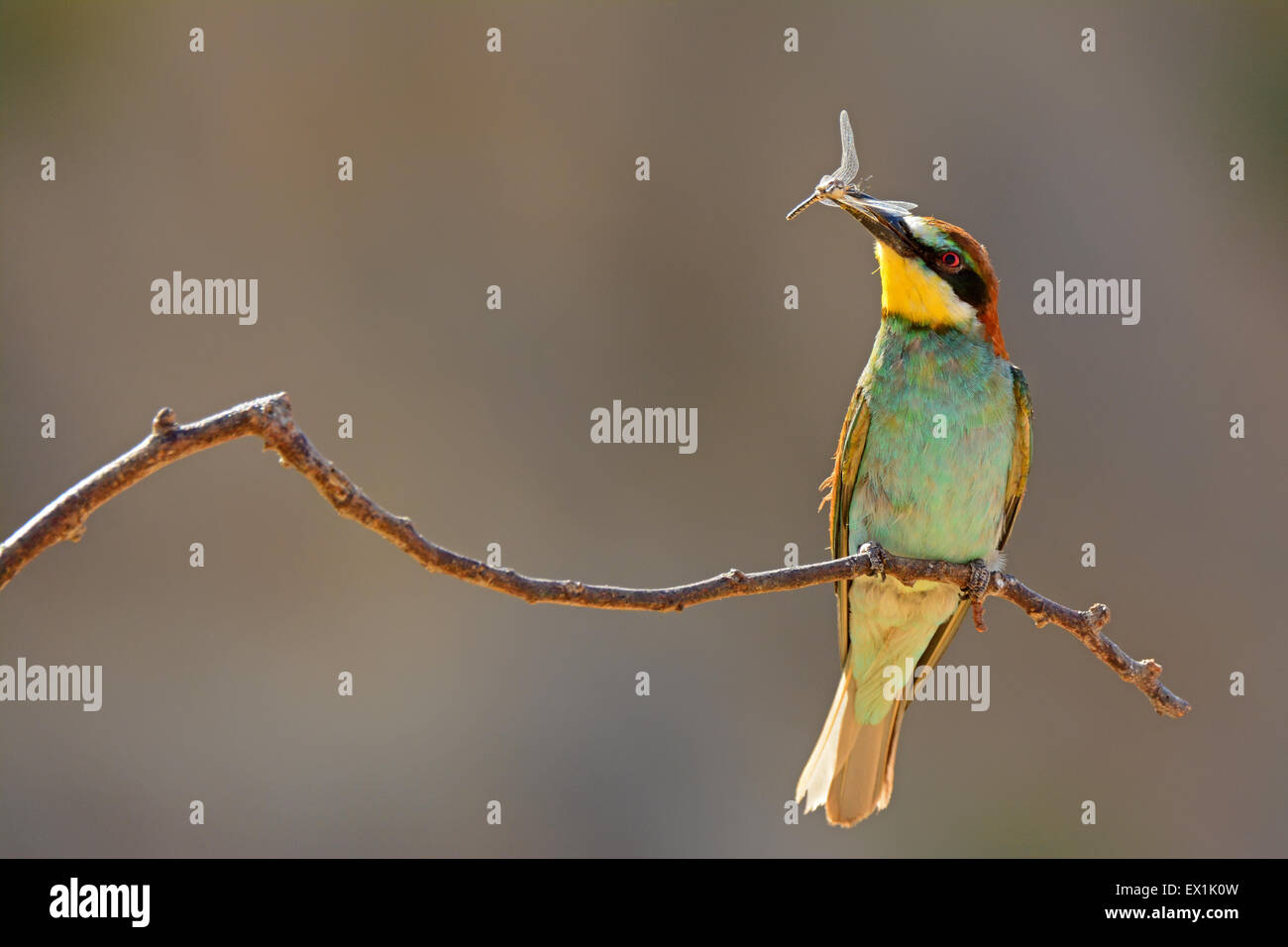 Dragonfly feeding hi-res stock photography and images - Alamy