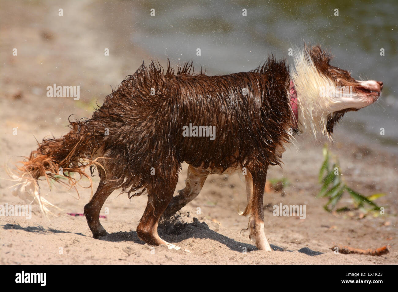 Dog shake water off Stock Photo - Alamy