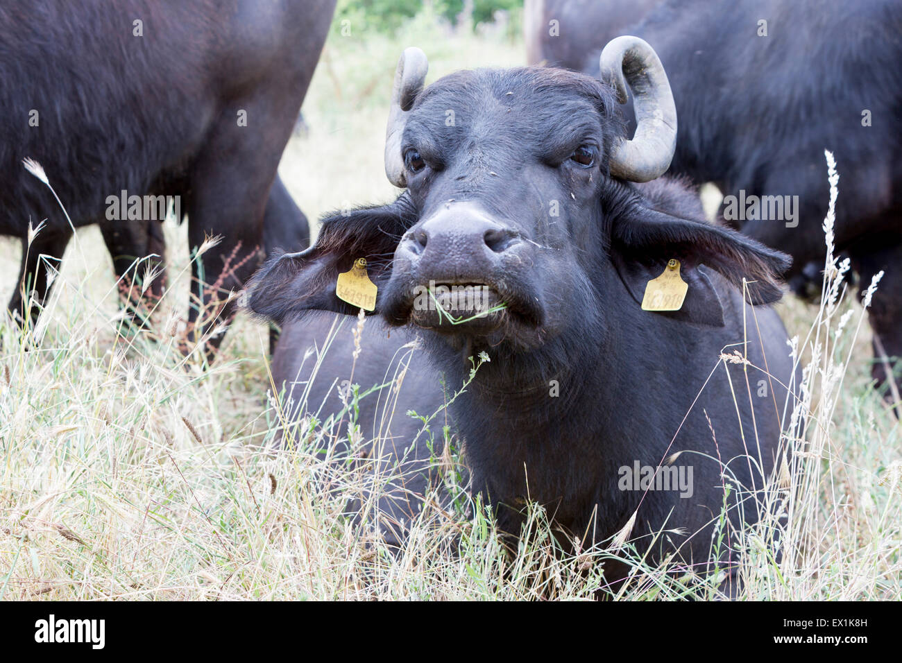 Buffaloes in a dairy farm. The dairy farm is specialized in buffalo ...