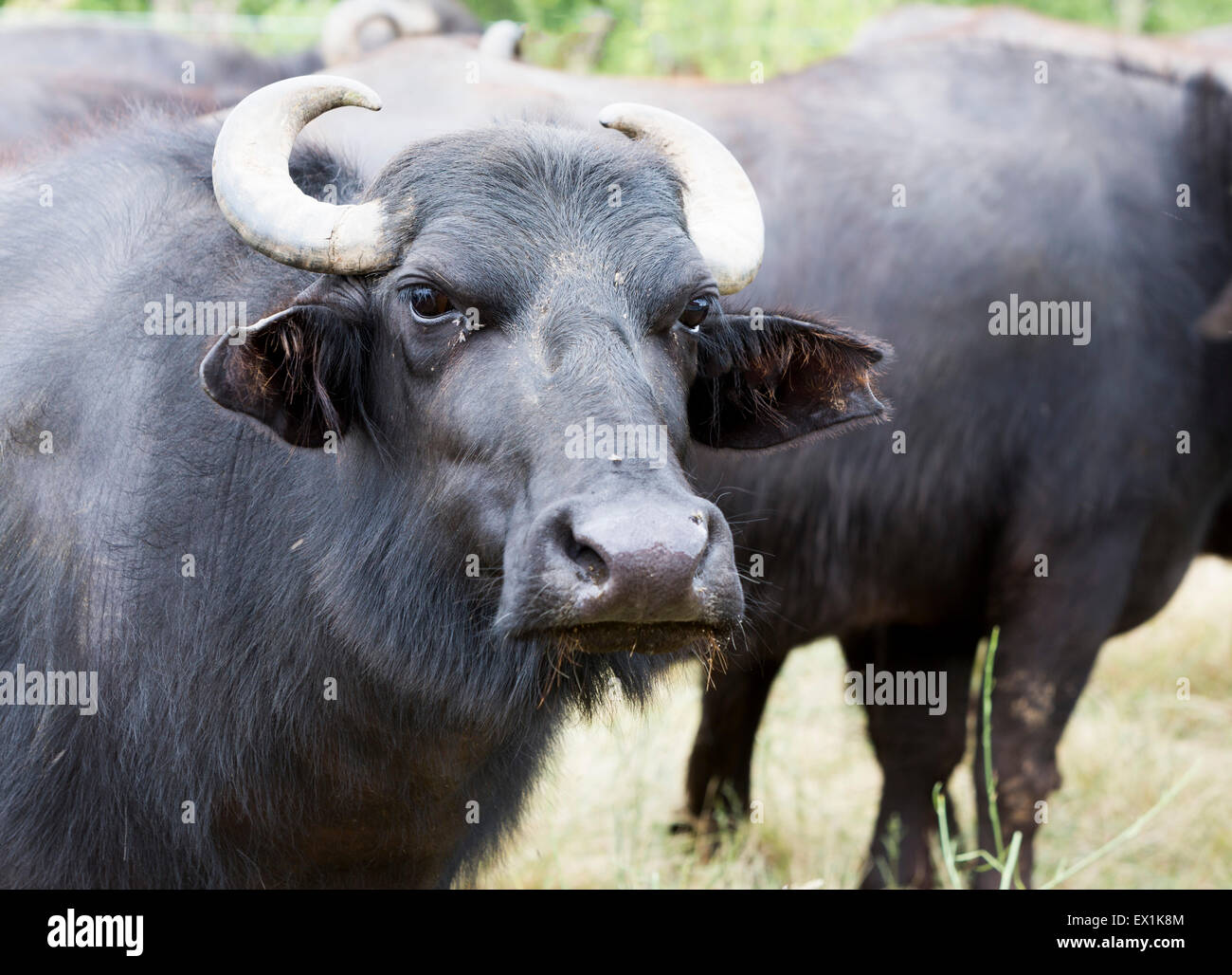 Buffaloes in a dairy farm. The dairy farm is specialized in buffalo ...