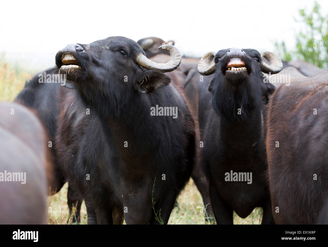 Buffaloes in a dairy farm. The dairy farm is specialized in buffalo ...