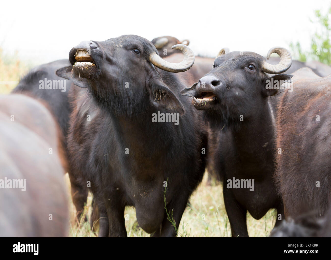 Buffaloes in a dairy farm. The dairy farm is specialized in buffalo ...