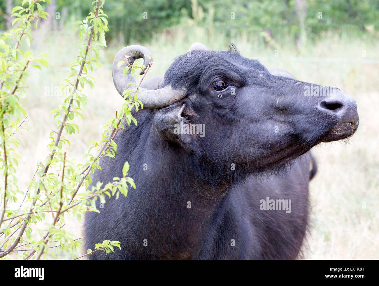 Buffalo in a dairy farm. The dairy farm is specialized in buffalo ...