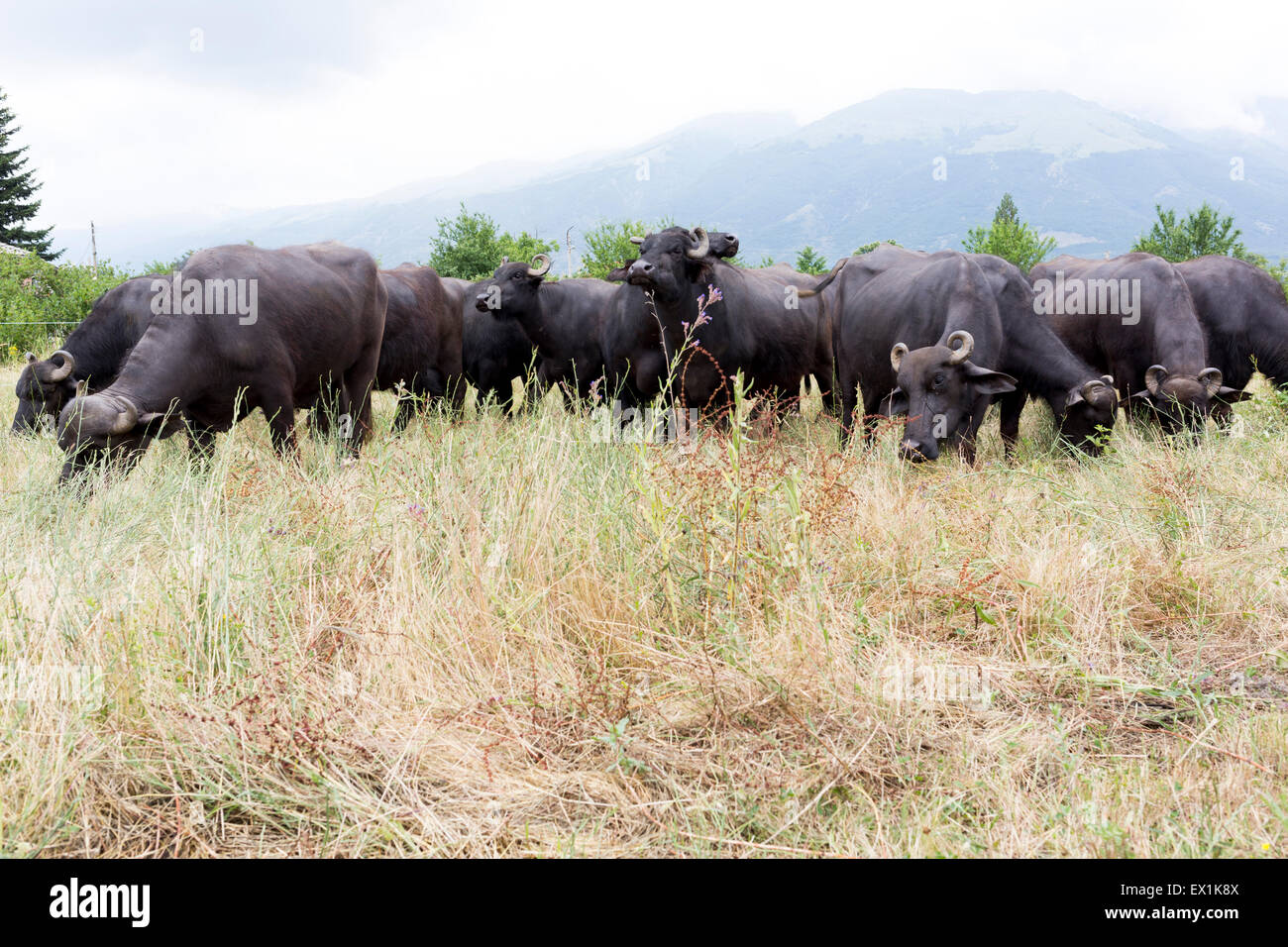 Buffaloes in a dairy farm. The dairy farm is specialized in buffalo ...