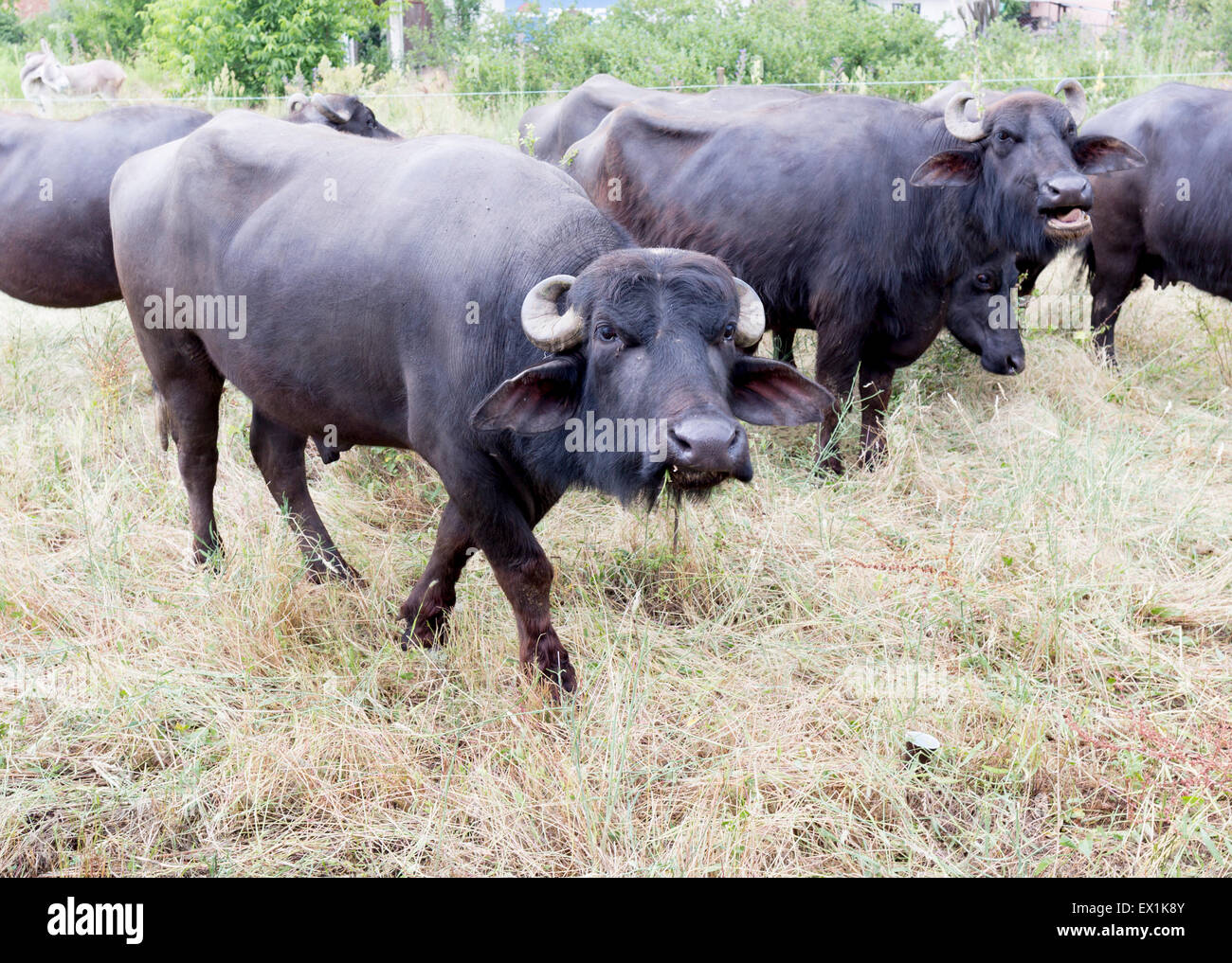 Buffaloes in a dairy farm. The dairy farm is specialized in buffalo ...