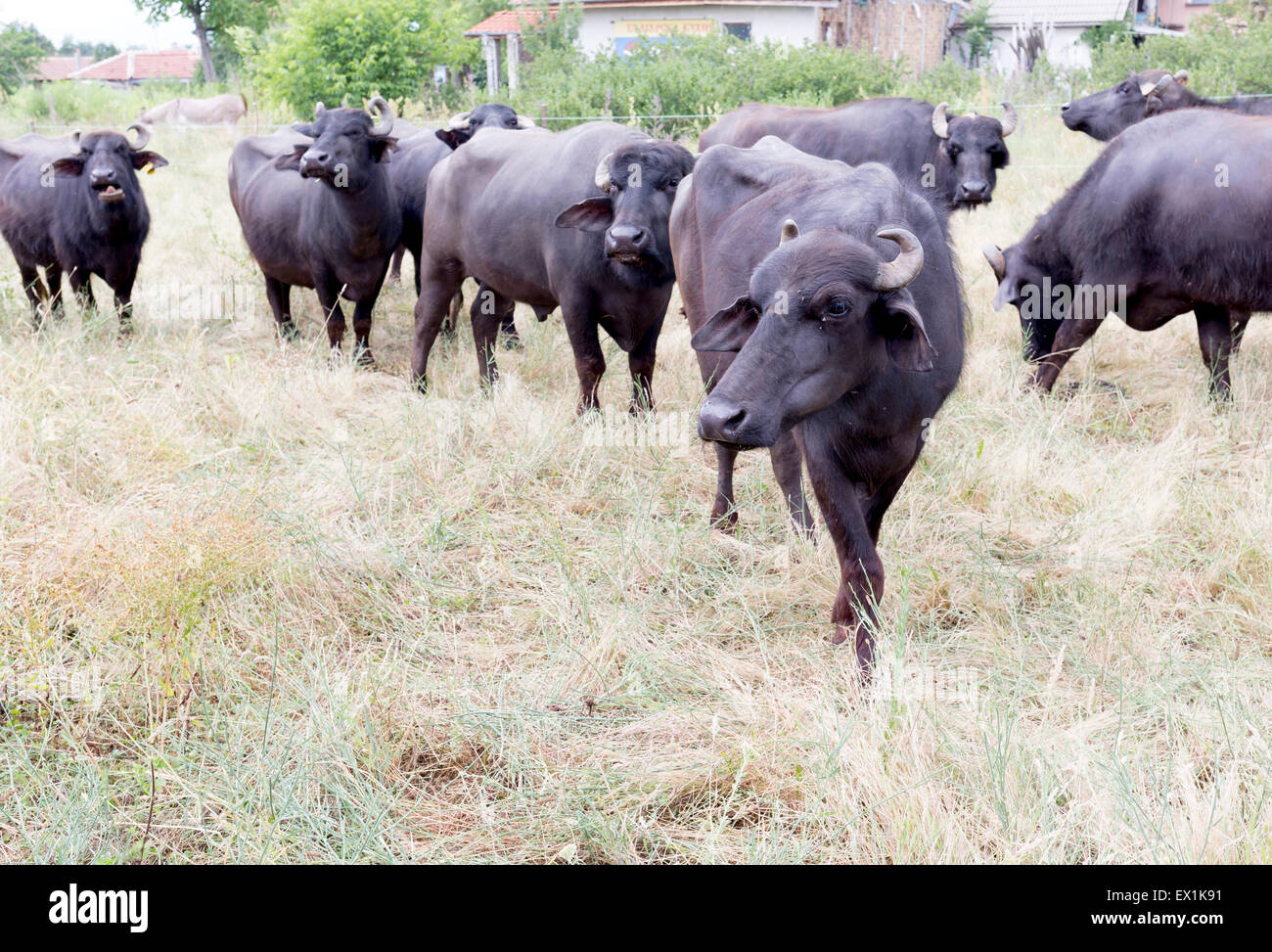 Buffaloes in a dairy farm. The dairy farm is specialized in buffalo ...