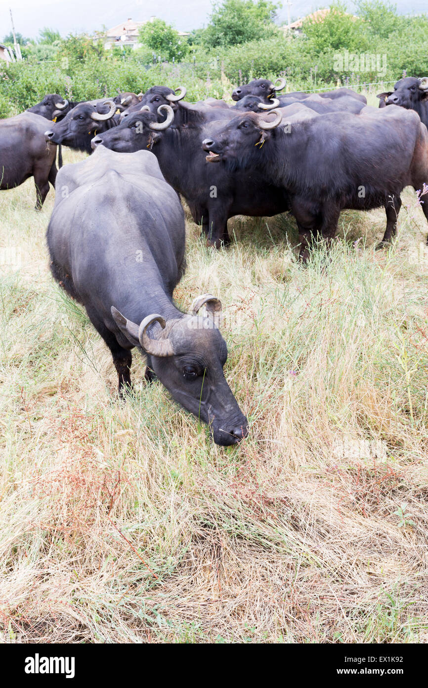 Buffaloes in a dairy farm. The dairy farm is specialized in buffalo ...