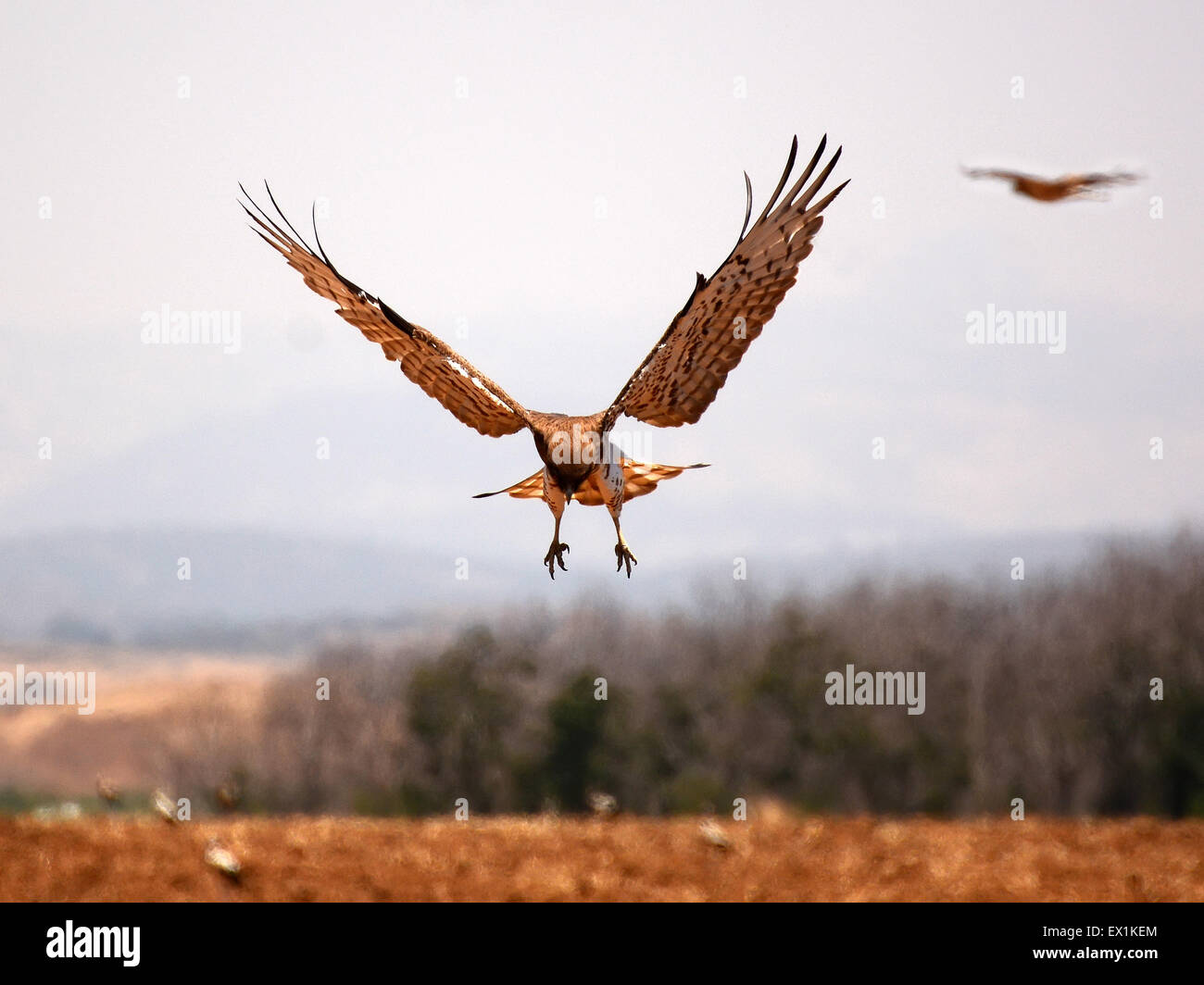 Eagle Catching Snake