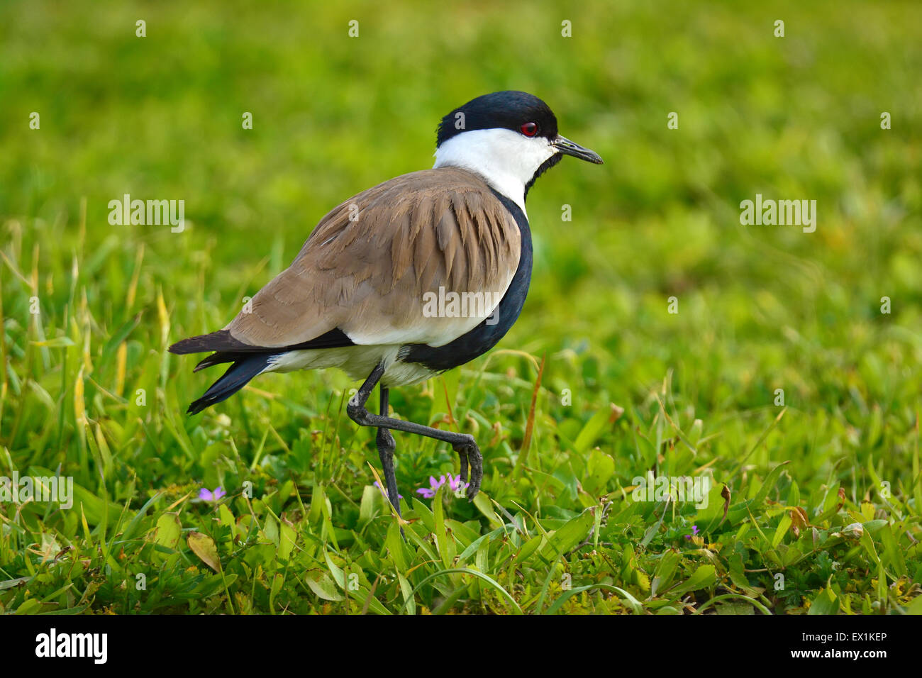 Spur-winged Lapwing, Vanellus spinosus Stock Photo - Alamy