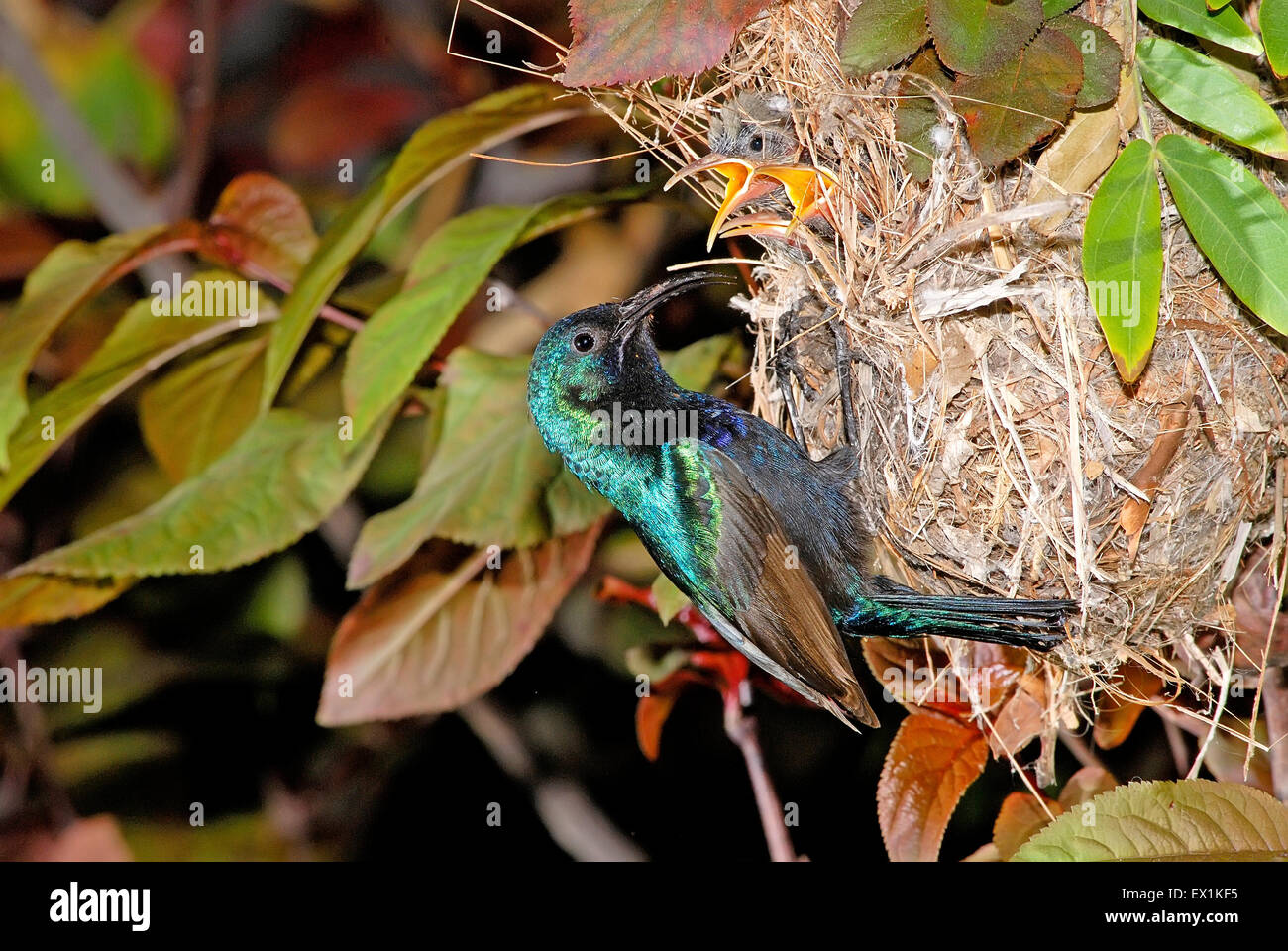 Nectarinia osea male feeding its young Stock Photo - Alamy