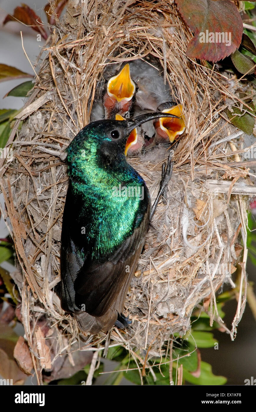 Nectarinia osea male feeding its young Stock Photo - Alamy