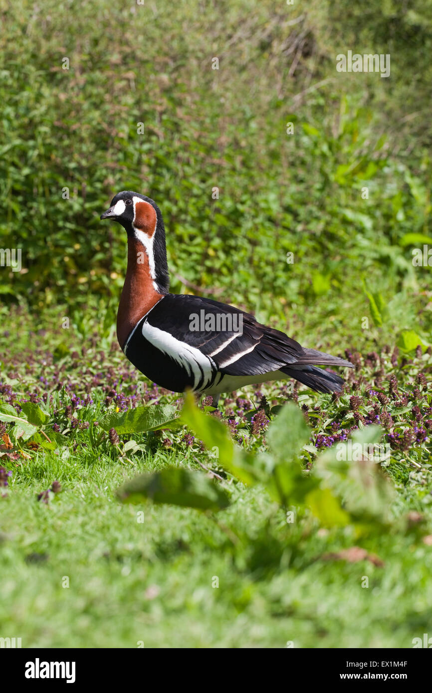 Red-breasted Goose (Branta ruficollis Stock Photo - Alamy