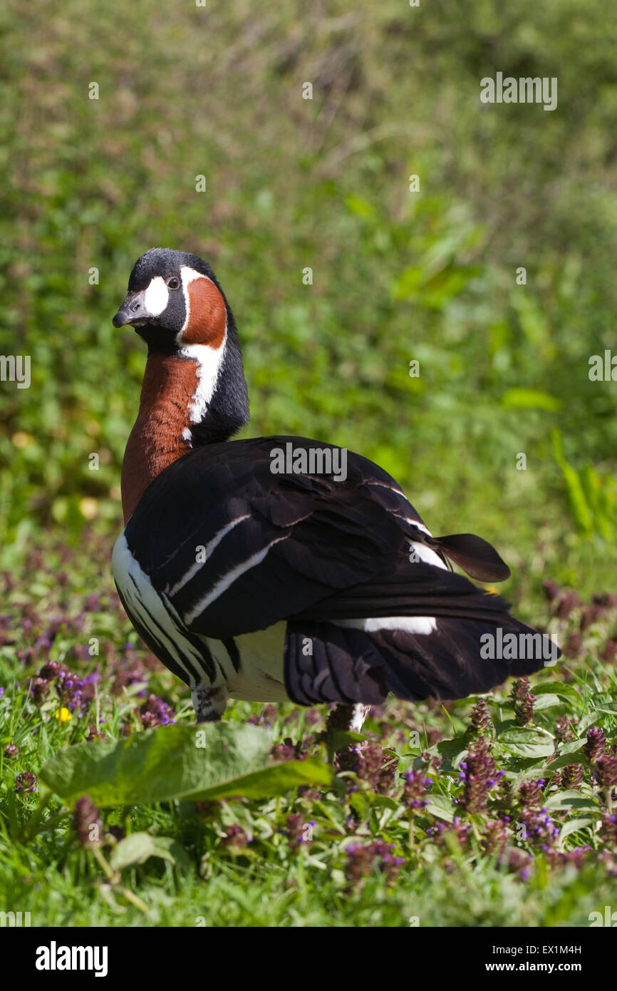 Red breasted goose geese hi-res stock photography and images - Alamy